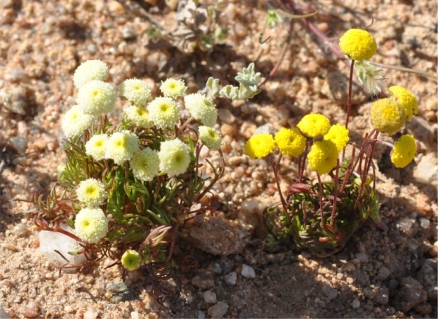 Cotula barbata | PlantZAfrica